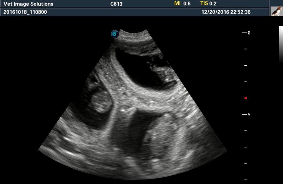 Canine Pregnancy Scanning: Module 1 – Animal Ultrasound Association