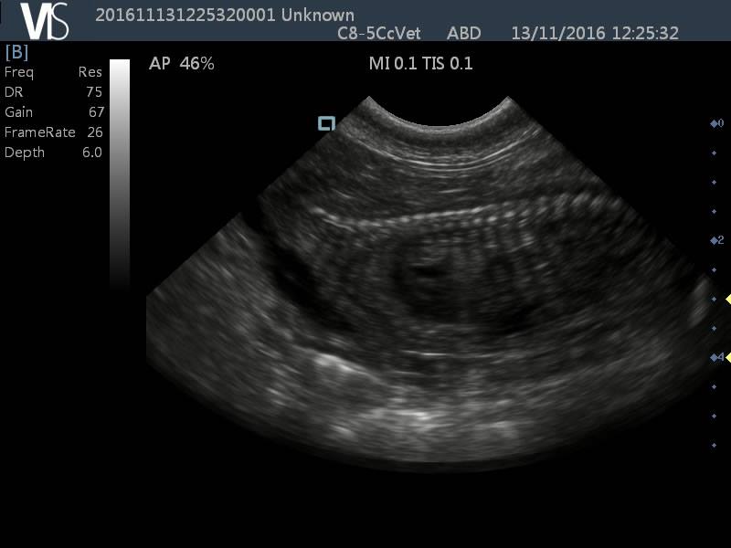 Canine Pregnancy Scanning: Module 1 – Animal Ultrasound Association