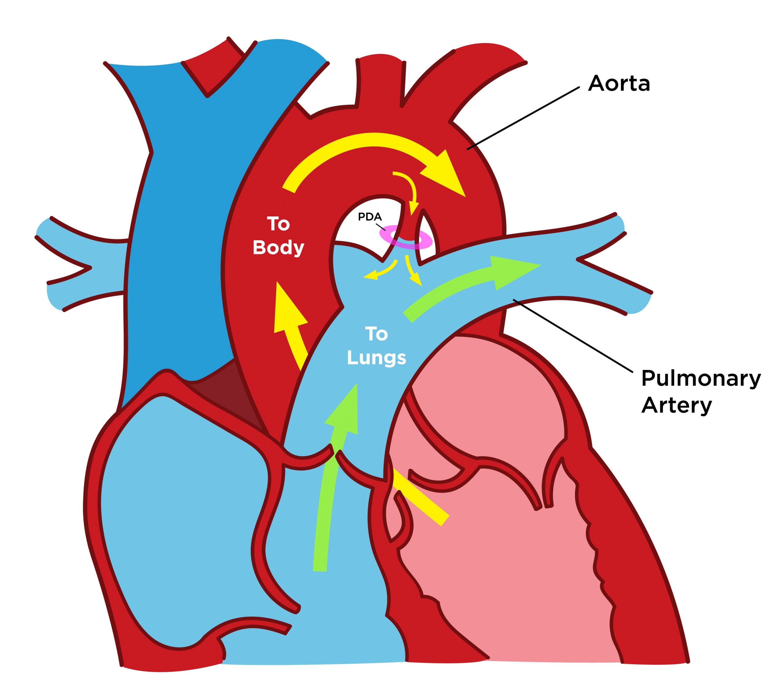 Course References – Animal Ultrasound Association
