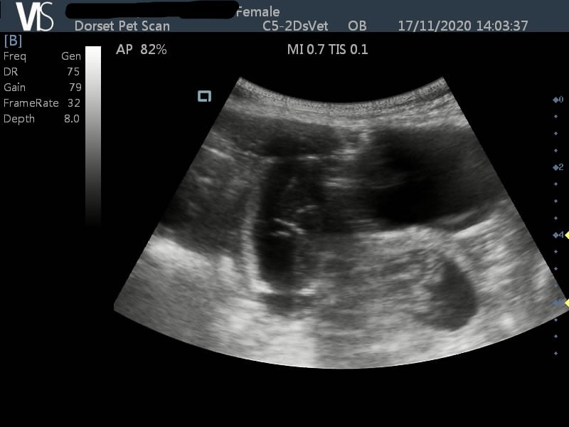 Terrier canine scan at 5 weeks gestation – Animal Ultrasound Association