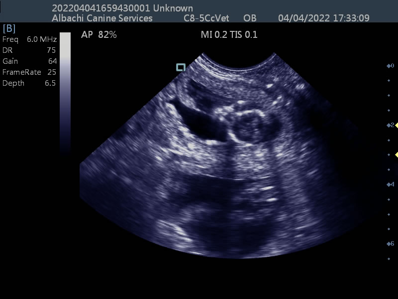 6 weeks Pomchi scan – Animal Ultrasound Association