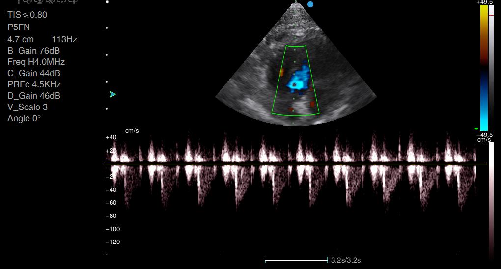 Cat Echocardiography – Animal Ultrasound Association