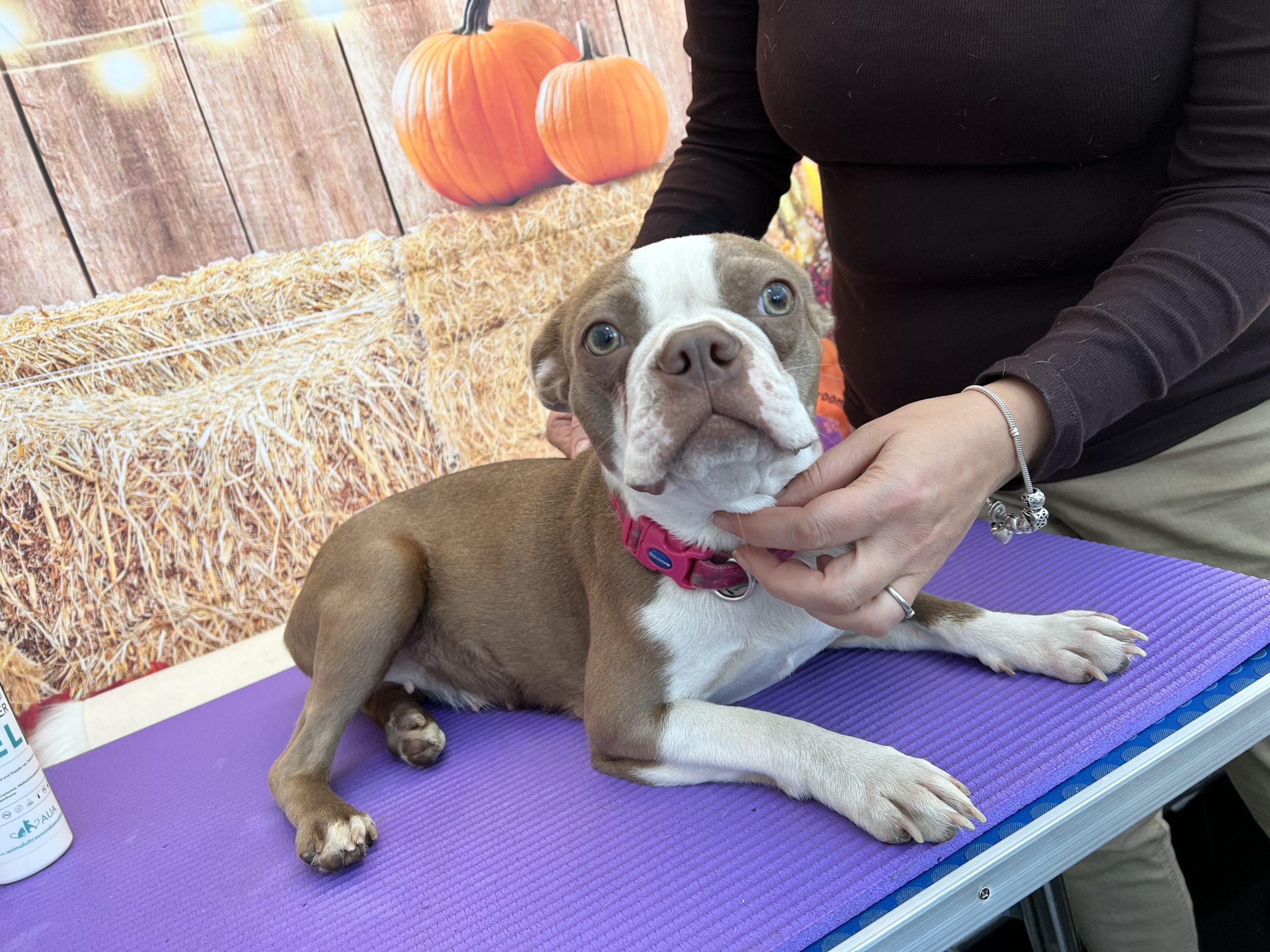 Boston Terrier Scan Wath Upon Dearne – Animal Ultrasound Association
