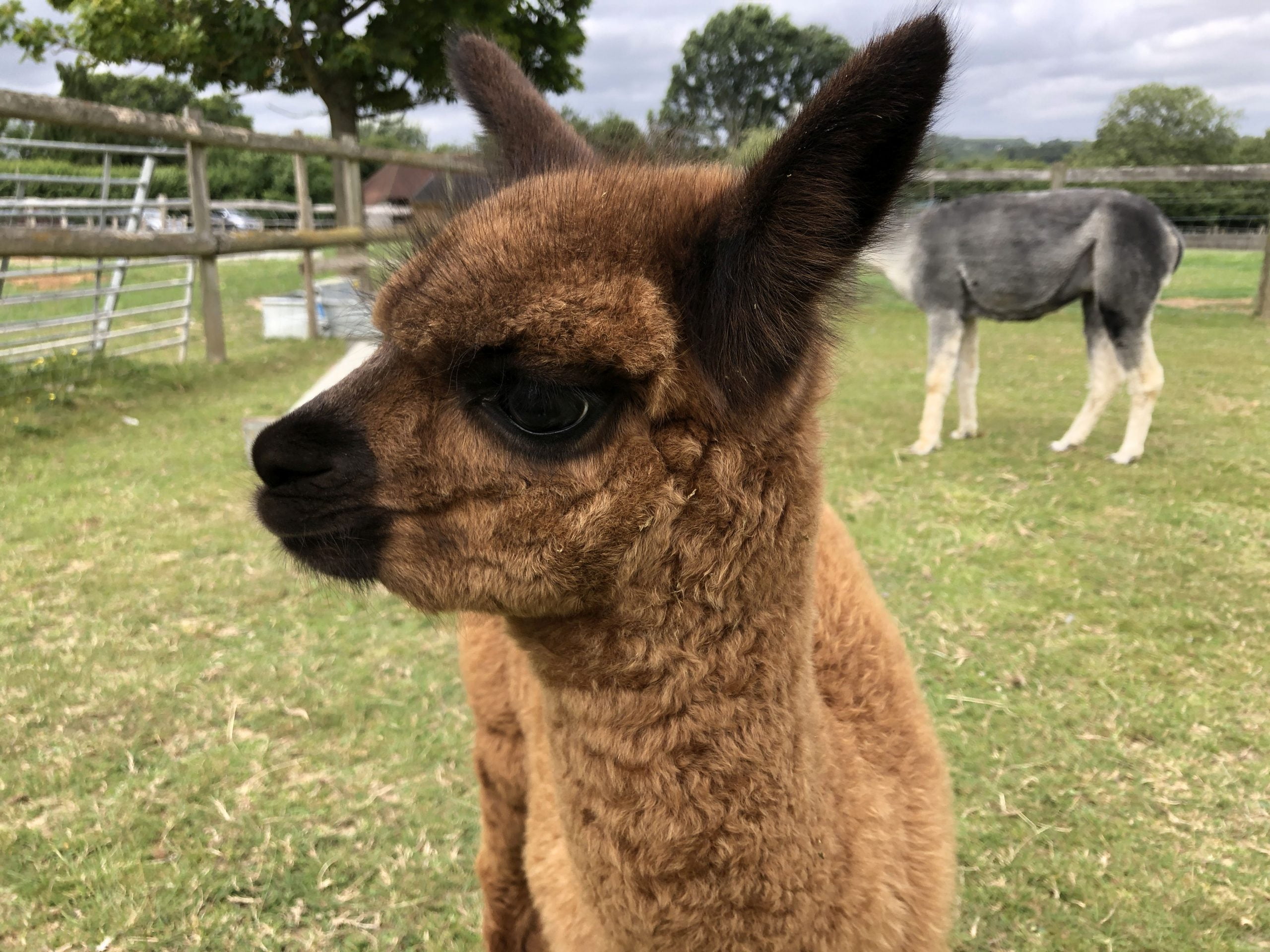 Scanning miniature donkeys at Lightfoot Alpacas, Kent – Animal ...