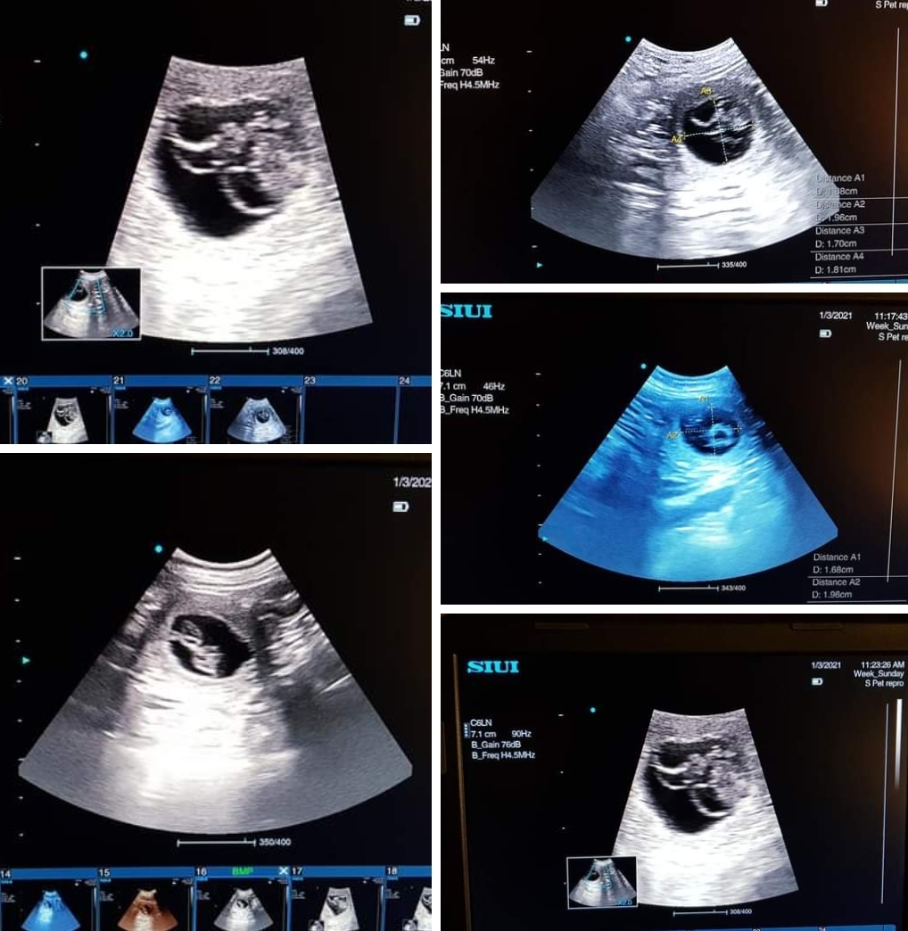 Siui Apogee 1000 Ultrasound Scanning Machine – Animal Ultrasound ...
