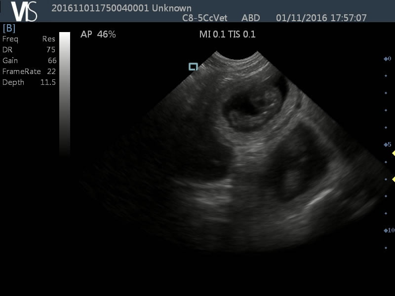 Pregnancy confirmed image – Animal Ultrasound Association
