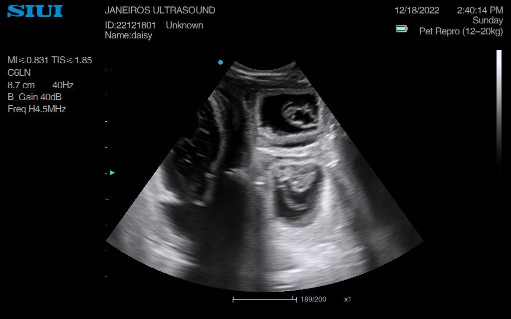 Daisy Cockapoo Pregnancy Scan 34 days Gestation – Animal Ultrasound ...