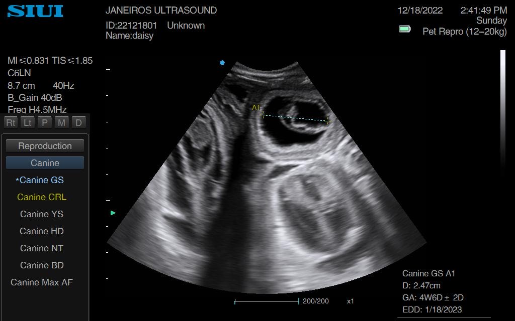 Daisy Cockapoo Pregnancy Scan 34 days Gestation – Animal Ultrasound ...