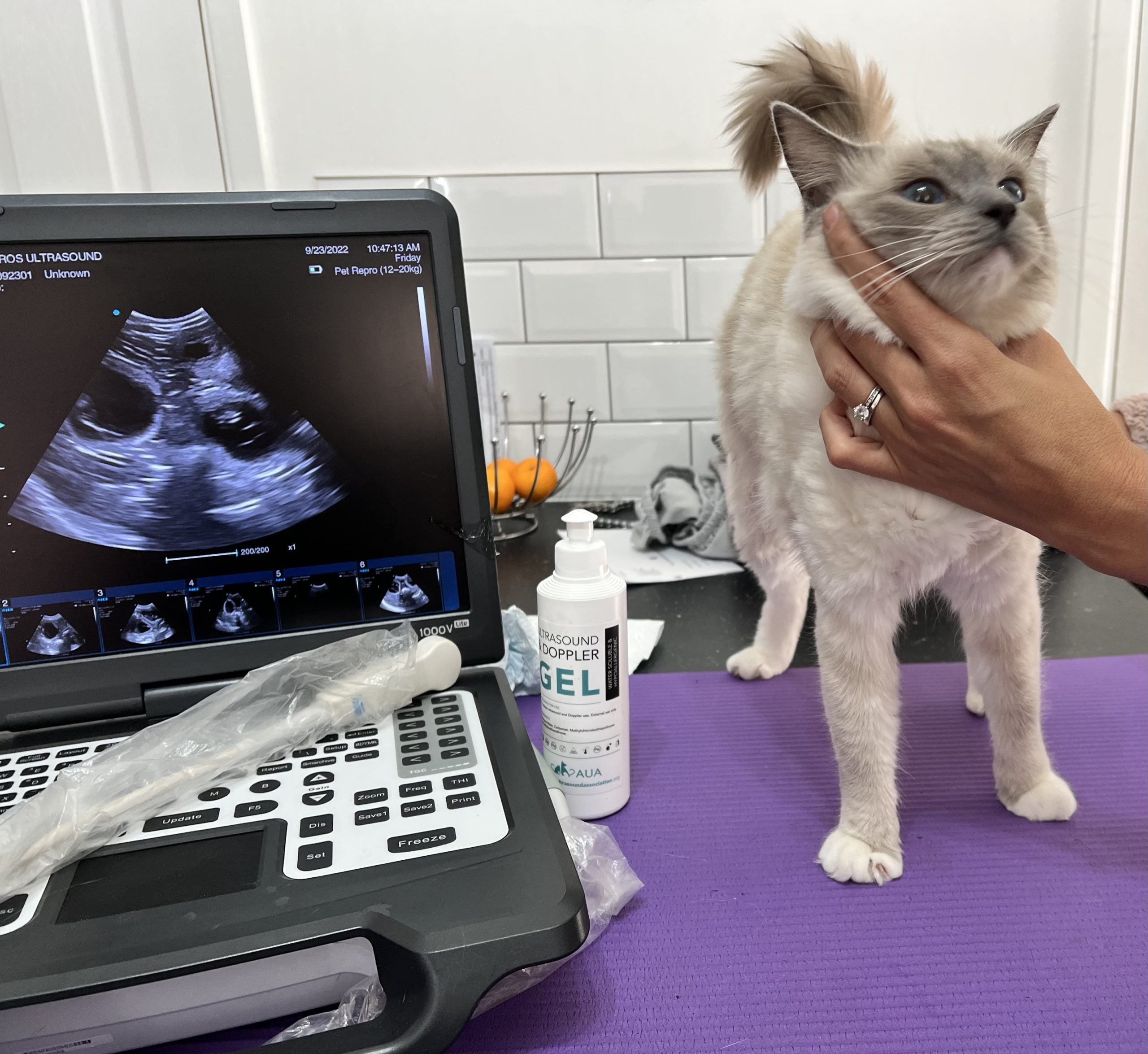 Members Scans – Animal Ultrasound Association