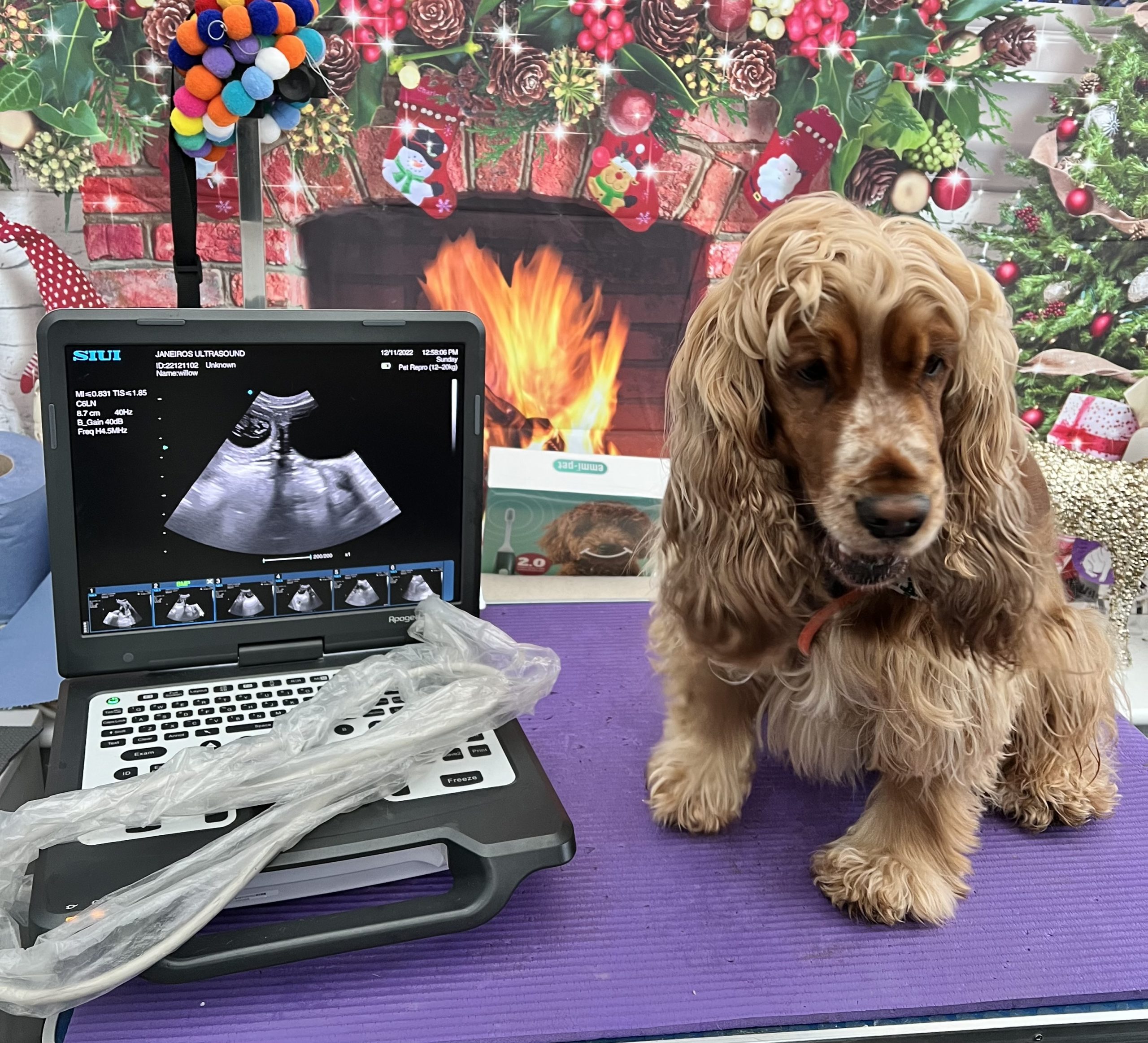Members Scans – Animal Ultrasound Association