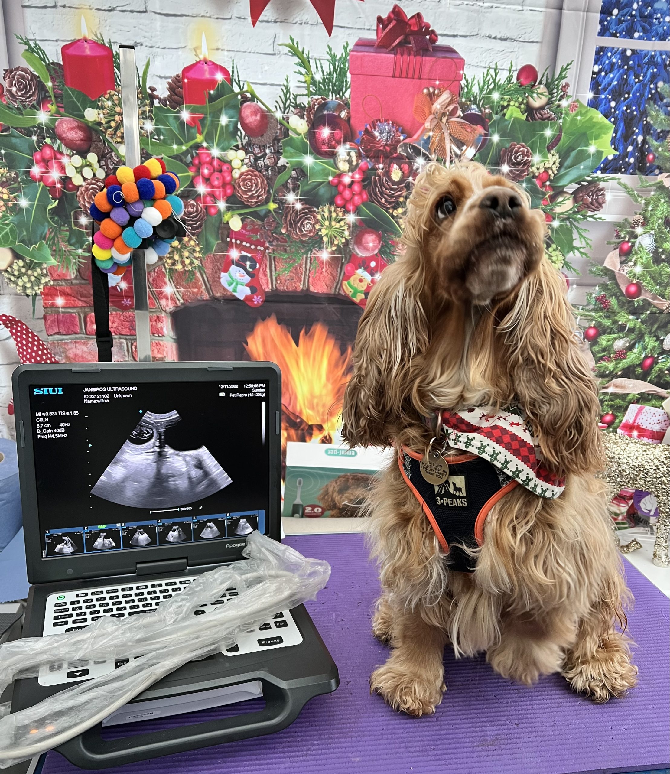 English Cocker Spaniel Pregnancy Scan DN12 – Animal Ultrasound Association