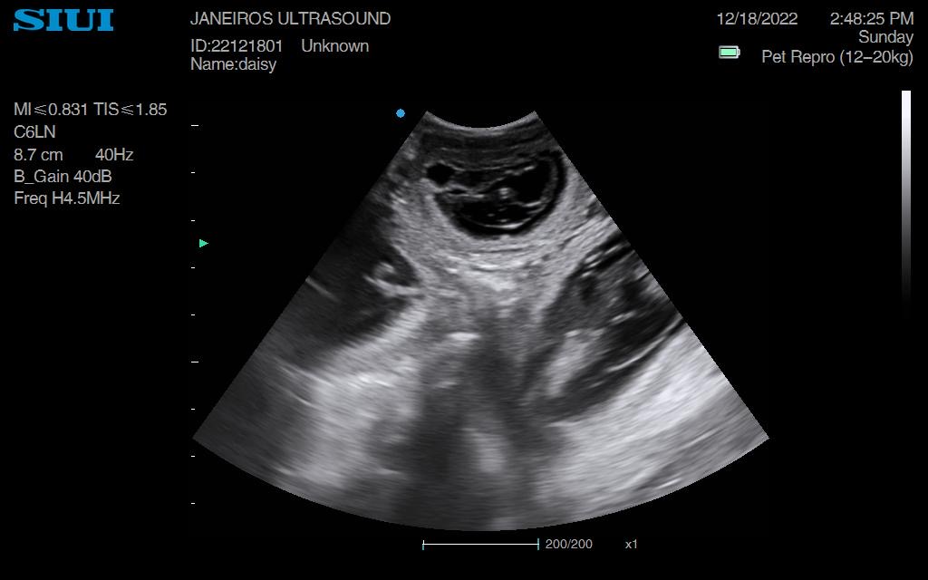 Daisy Cockapoo Pregnancy Scan 34 days Gestation – Animal Ultrasound ...