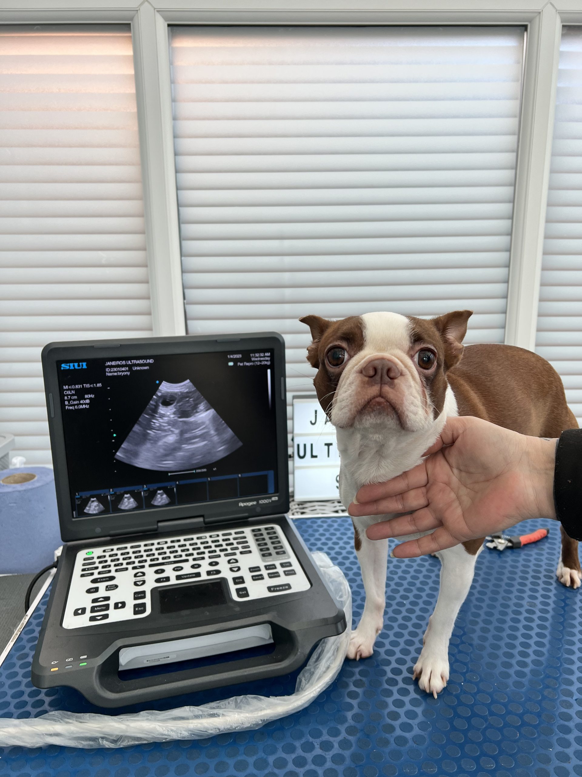 Boston Terrier Ultrasound Doncaster – Animal Ultrasound Association