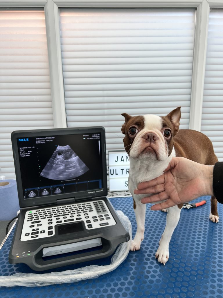 Members Scans – Animal Ultrasound Association