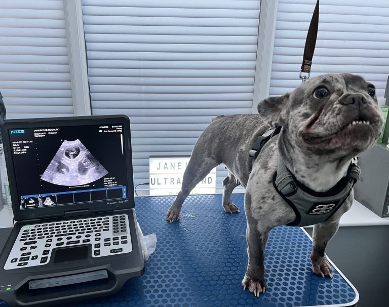 Members Scans – Animal Ultrasound Association