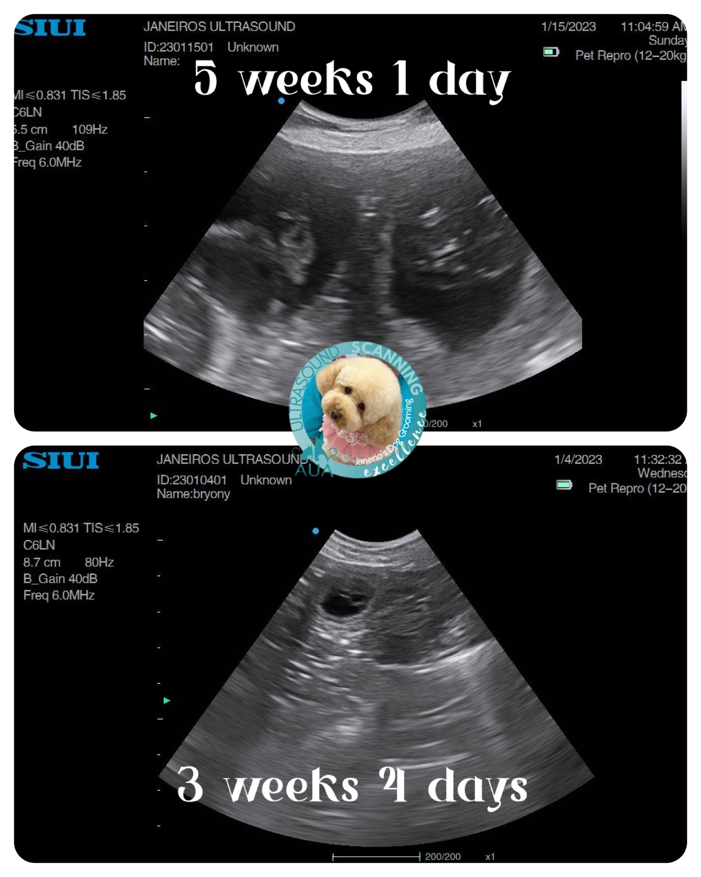 Members Scans – Animal Ultrasound Association