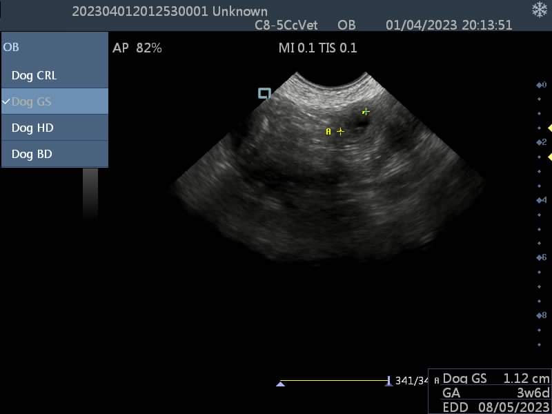 Lea Lea day 24 – Animal Ultrasound Association