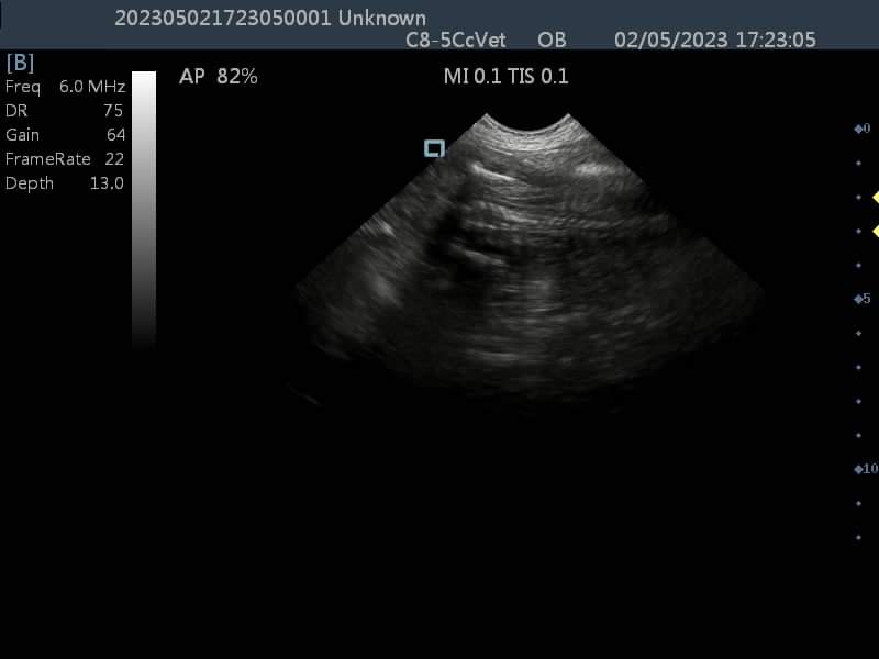 Lea Lea Day 54 – Animal Ultrasound Association
