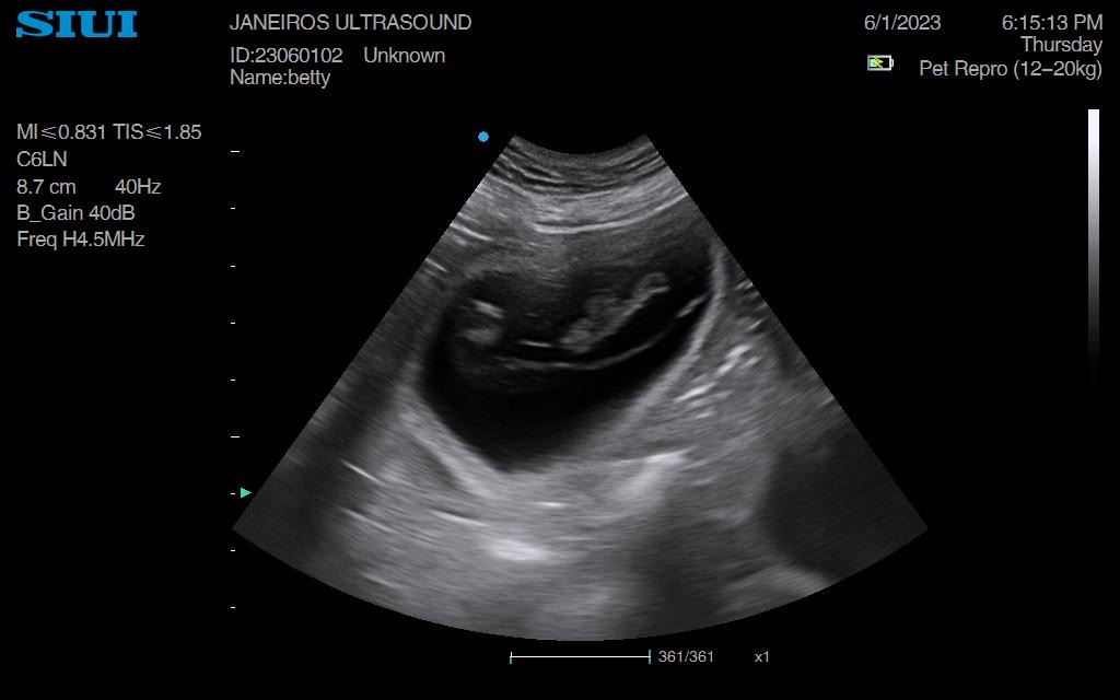 Betty St Bernard Pregnancy Ultrasound – Animal Ultrasound Association