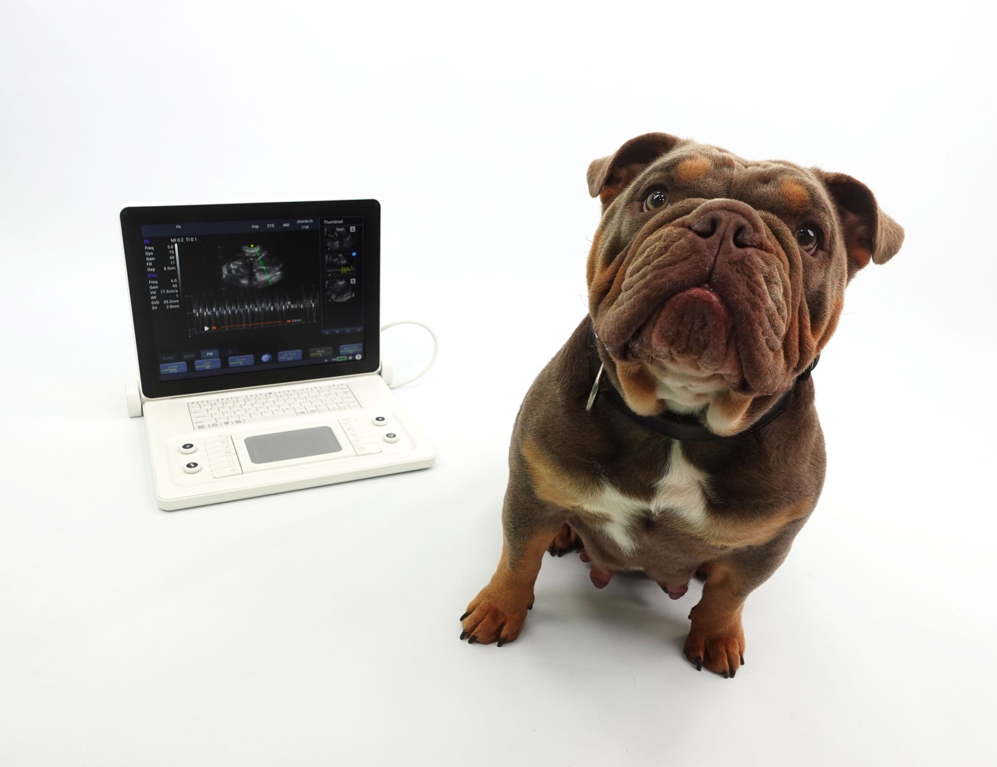 Members Scans – Animal Ultrasound Association