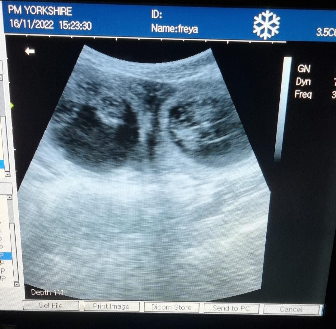 Scan Images by Sam Sharman. – Animal Ultrasound Association