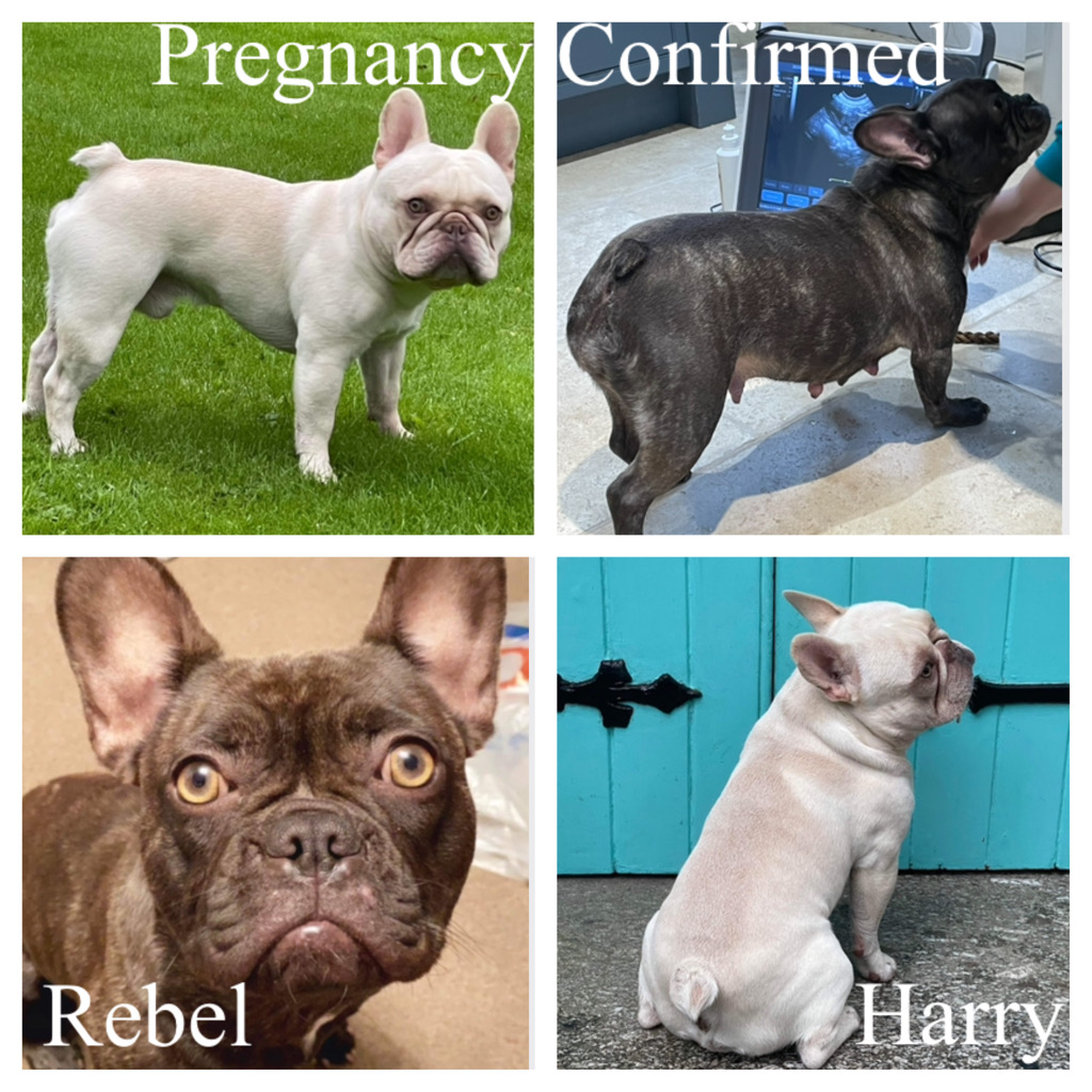 Lea Lea early gestation sac detection – Animal Ultrasound Association