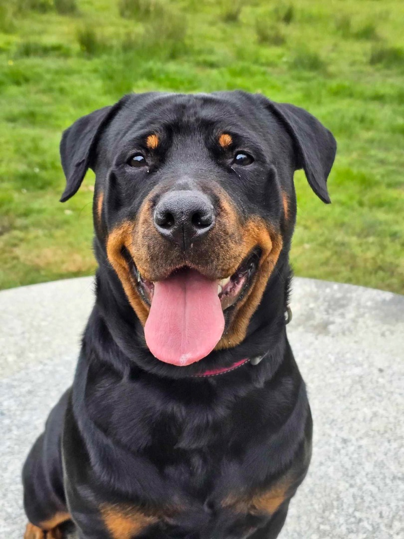 Lea Lea early gestation sac detection – Animal Ultrasound Association