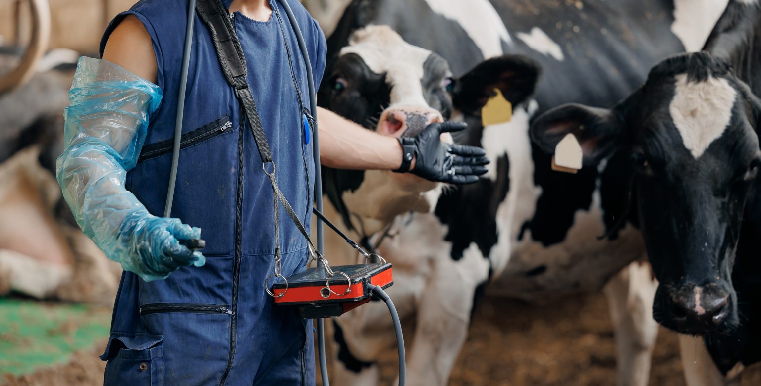 Introduction to Beef Cattle Reproductive Ultrasound – Animal Ultrasound ...