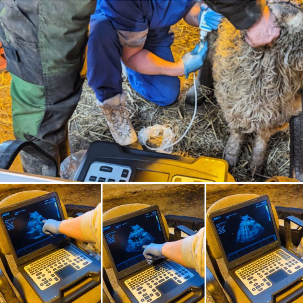 Rare breed sheep scanning – Animal Ultrasound Association