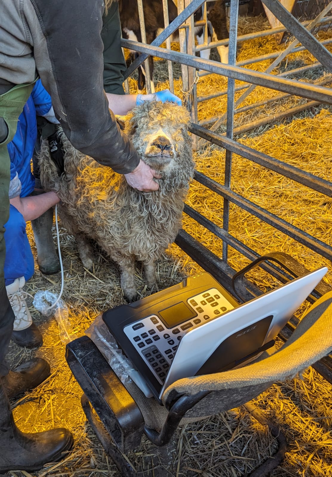 Rare breed sheep scanning - Animal Ultrasound Association